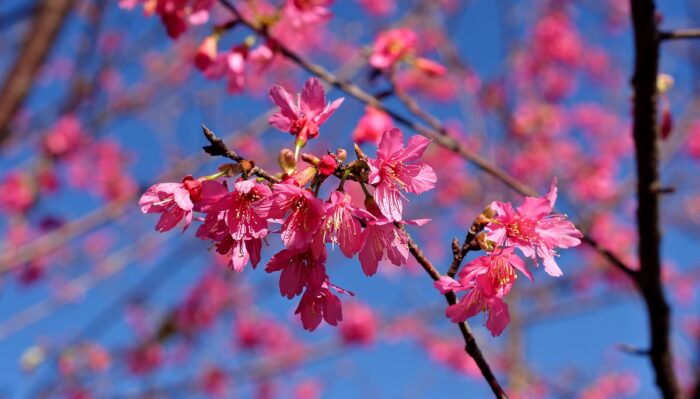 SADS HK 遺傳性心律基金會 | 2024 花香悅心 Hong Kong Floral Delight 攝影比賽 | Fitz 運動平台